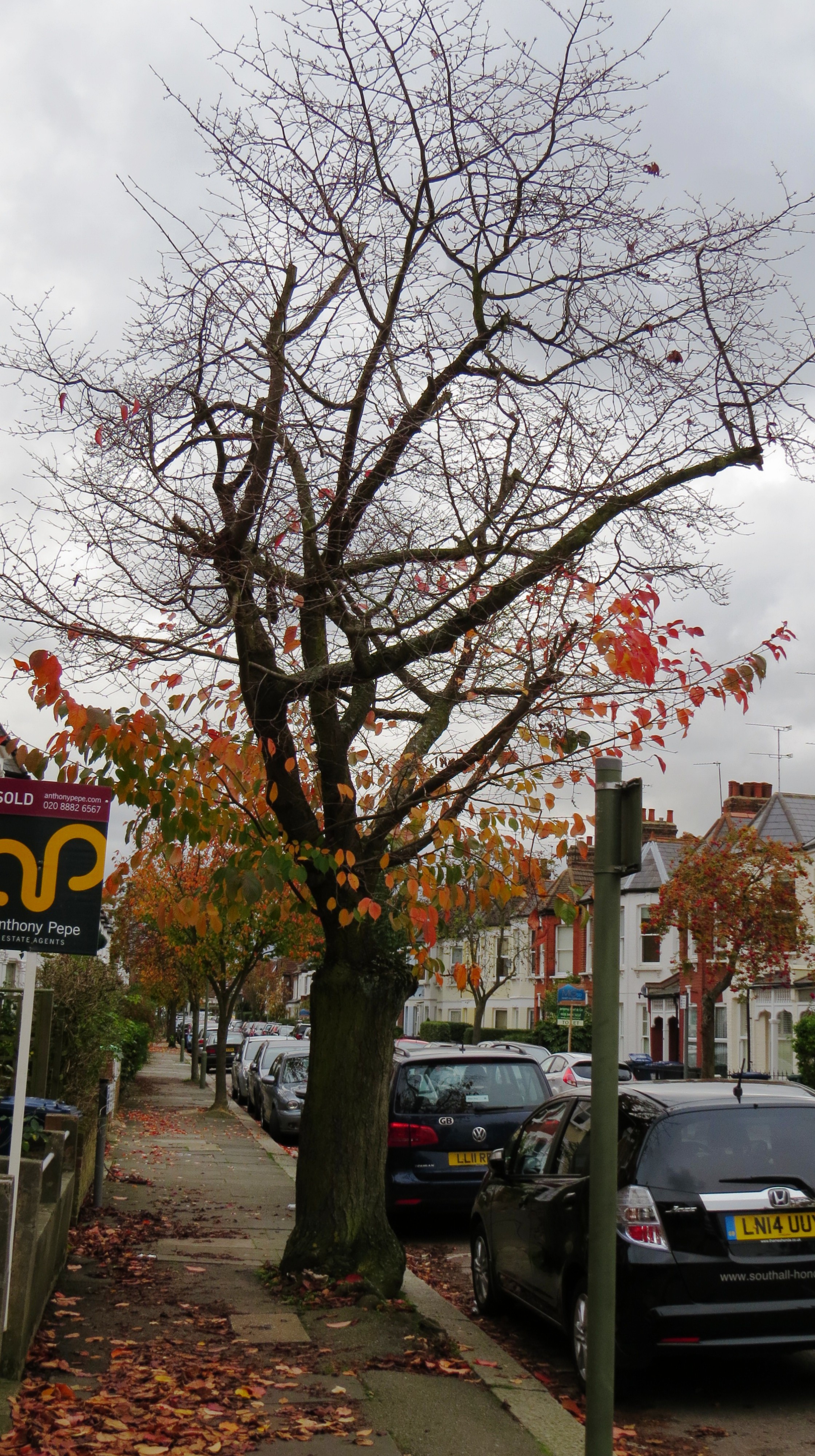 Street Trees and Stink Pipes | Bug Woman – Adventures in London