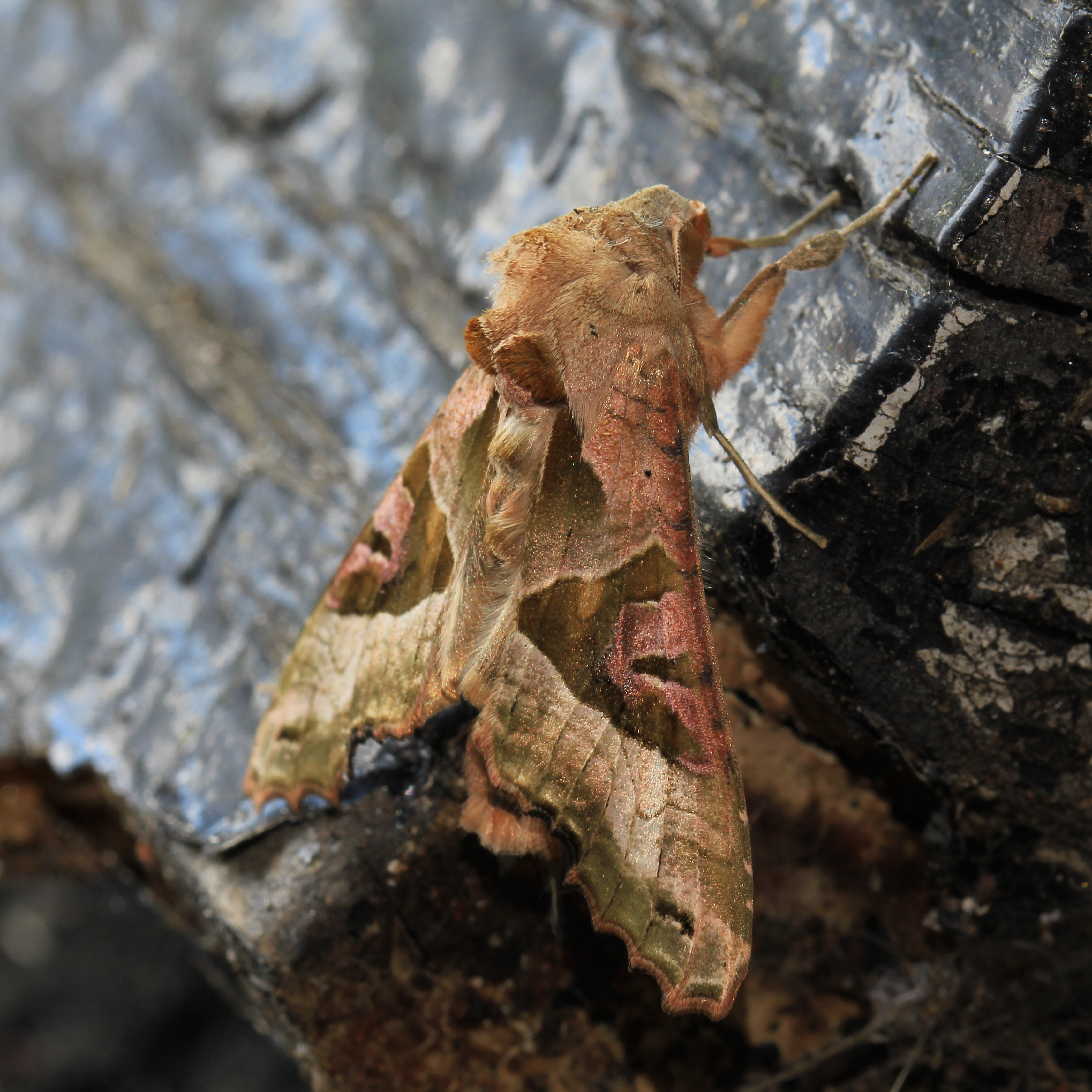 Wednesday Weed – Hedge Mustard | Bug Woman – Adventures in London