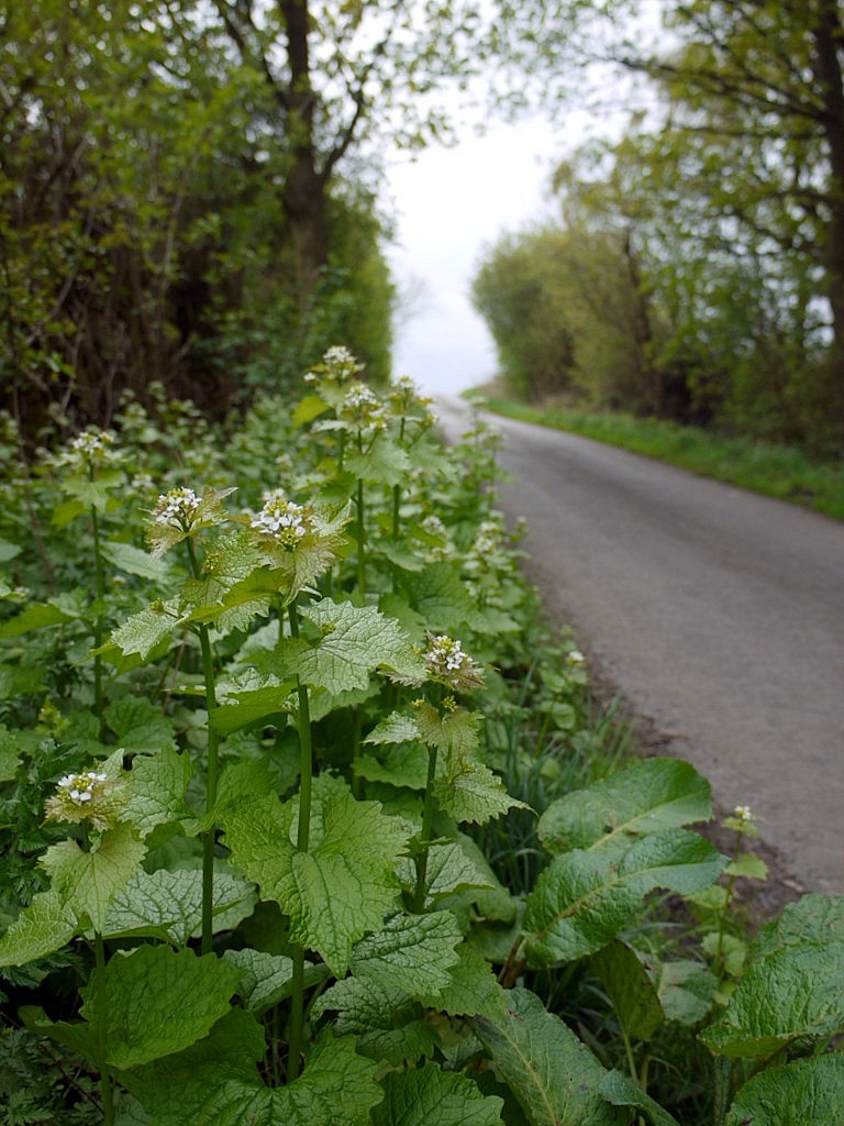 Wednesday Weed – Garlic Mustard | Bug Woman – Adventures in London