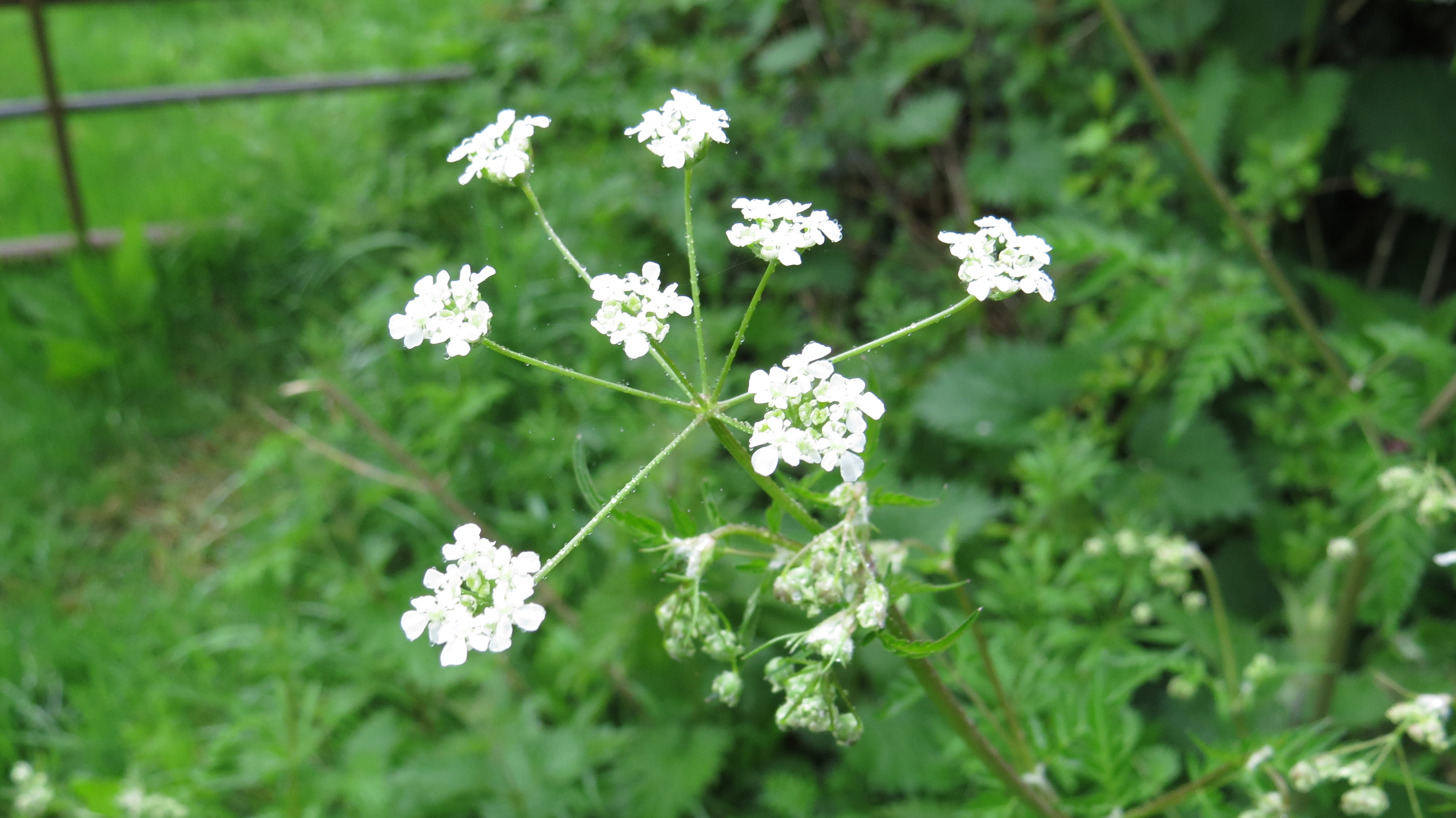 IMG_2074 | Bug Woman – Adventures in London