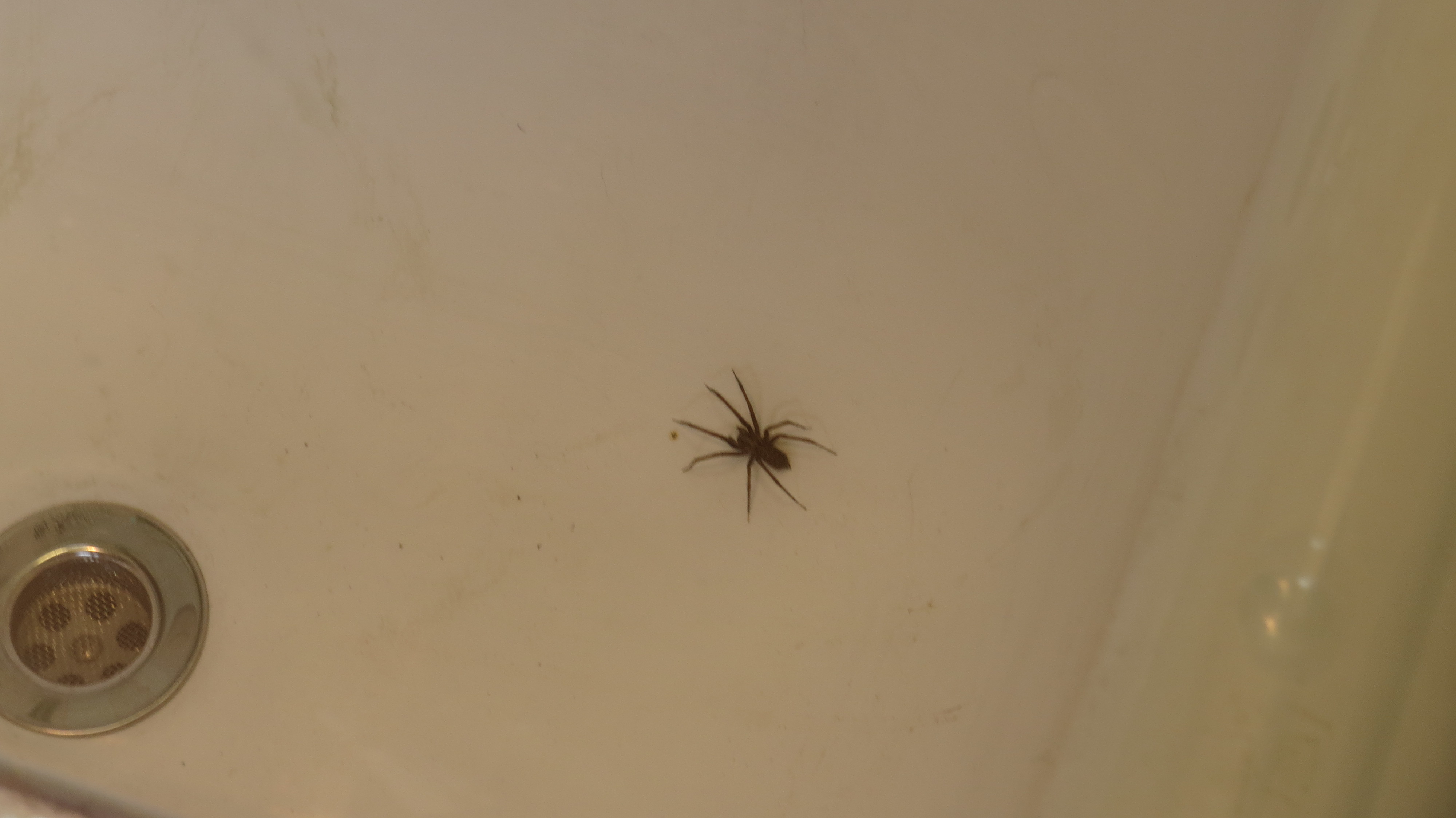 005 | Bug Woman – Adventures in London