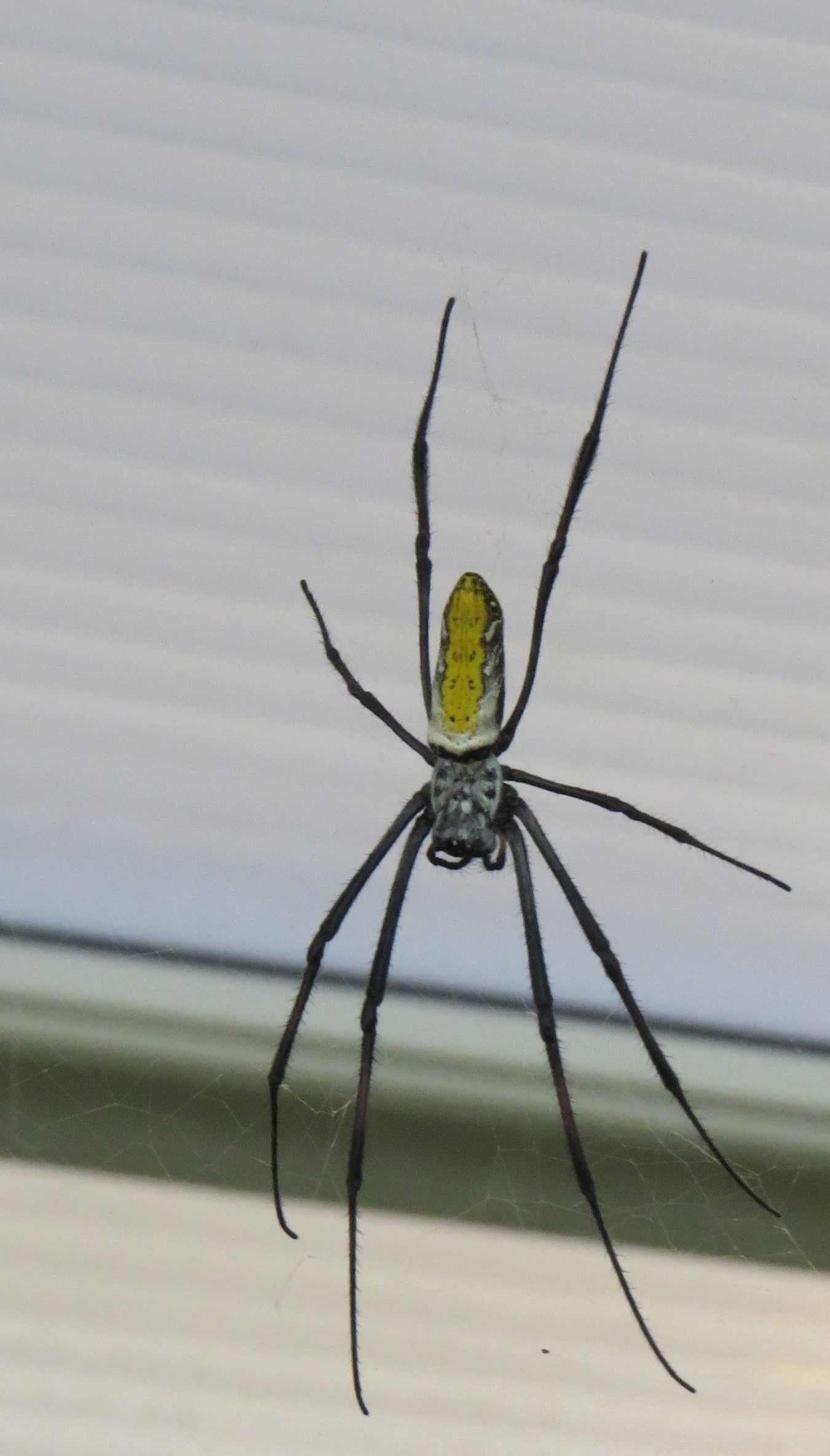 016 | Bug Woman – Adventures in London