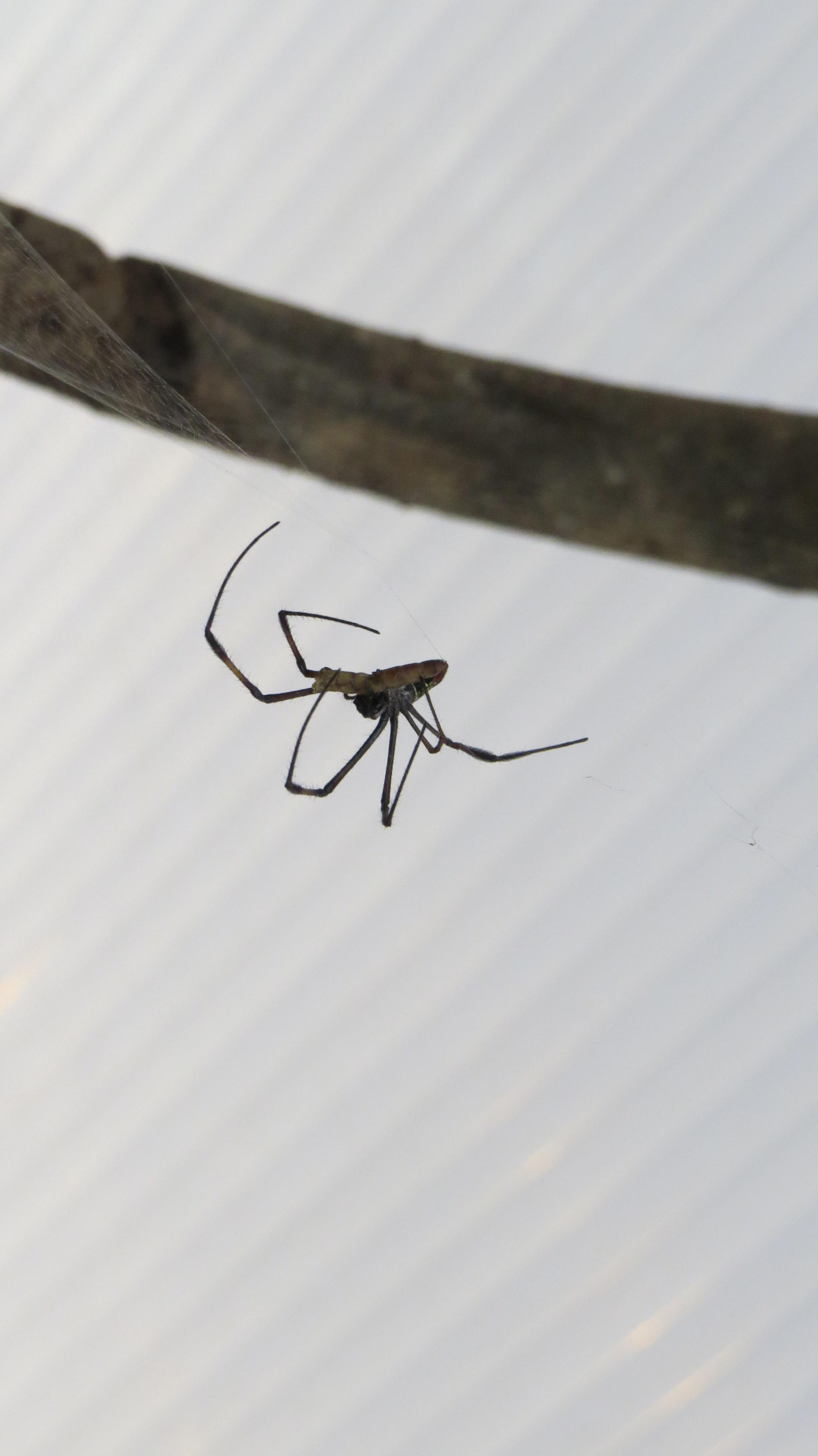 019 | Bug Woman – Adventures in London