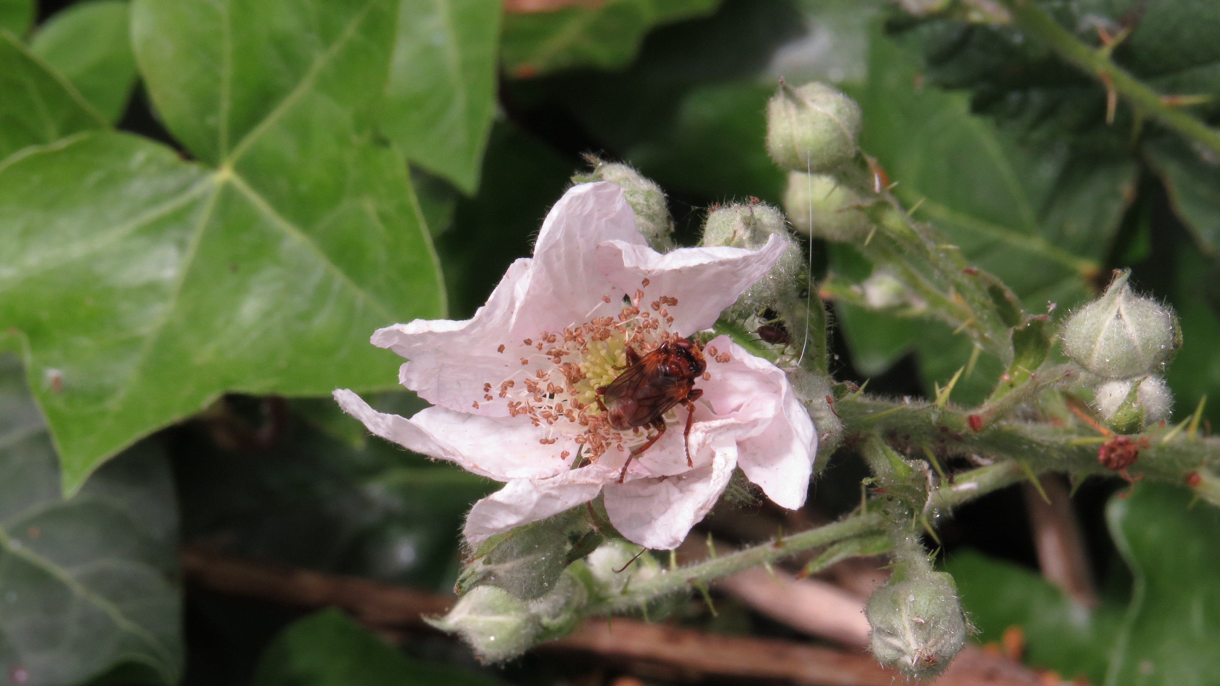 IMG_2873 | Bug Woman – Adventures in London