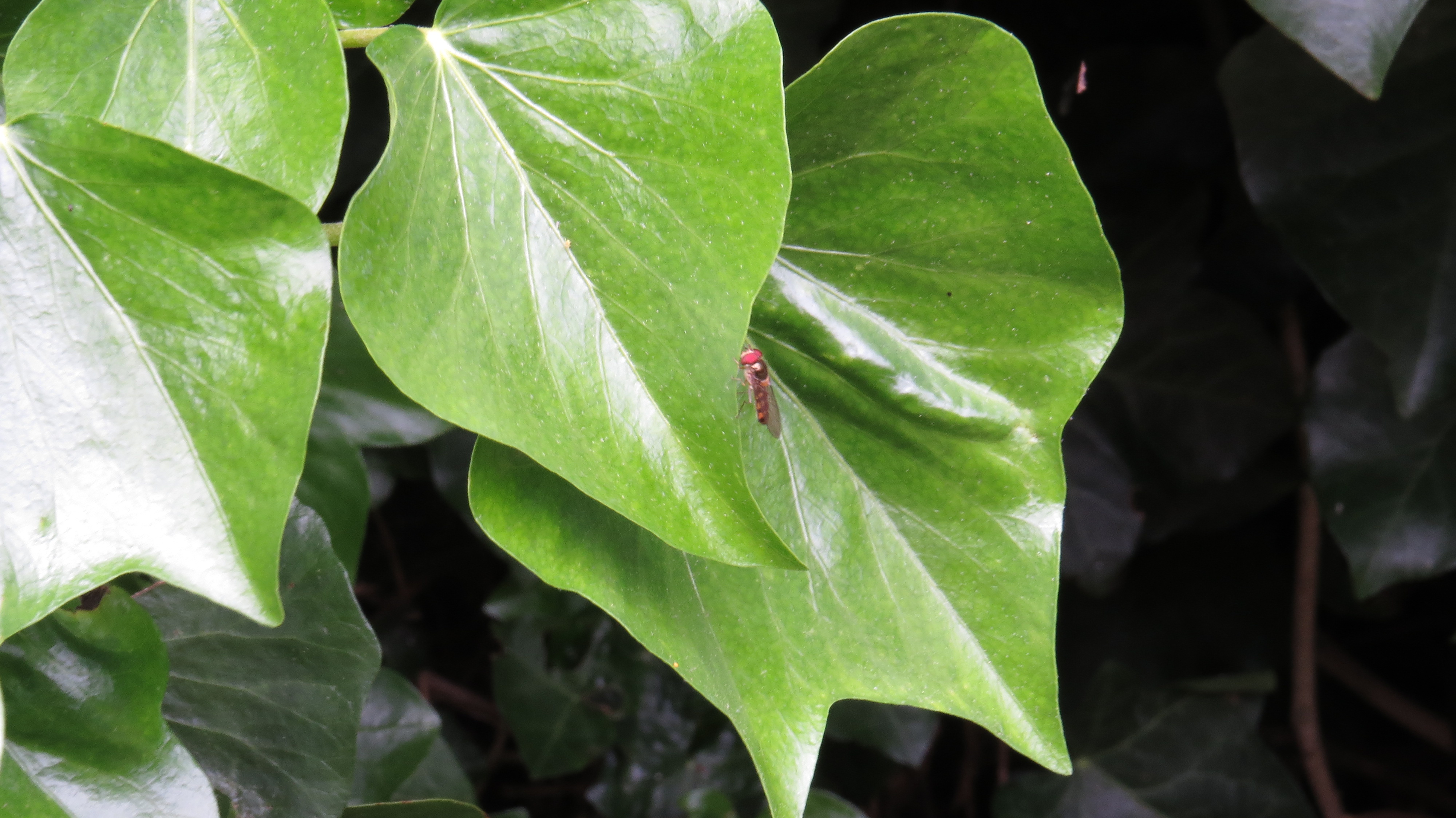 IMG_2911 | Bug Woman – Adventures in London