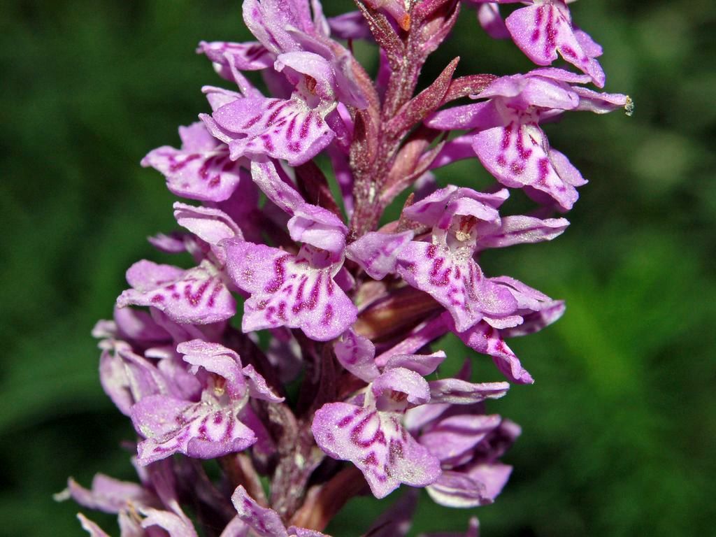 Wednesday Weed from Obergurgl – Heath Spotted Orchid | Bug Woman ...