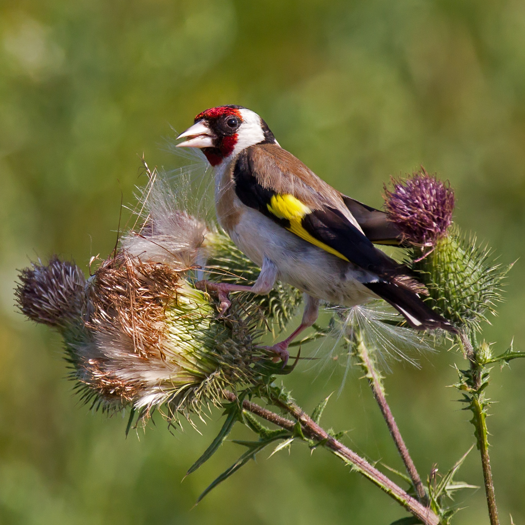 Wednesday Weed – Spear Thistle | Bug Woman – Adventures in London