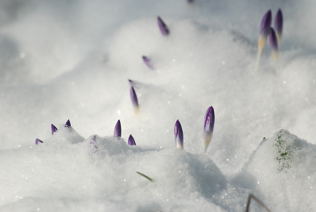 Wednesday Weed – Early Crocus | Bug Woman – Adventures in London