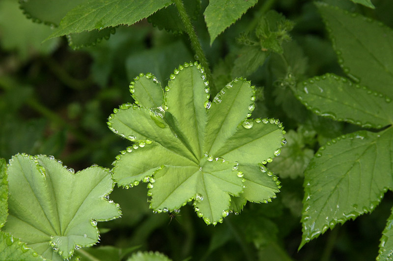 Wednesday Weed – Lady’s Mantle | Bug Woman – Adventures in London