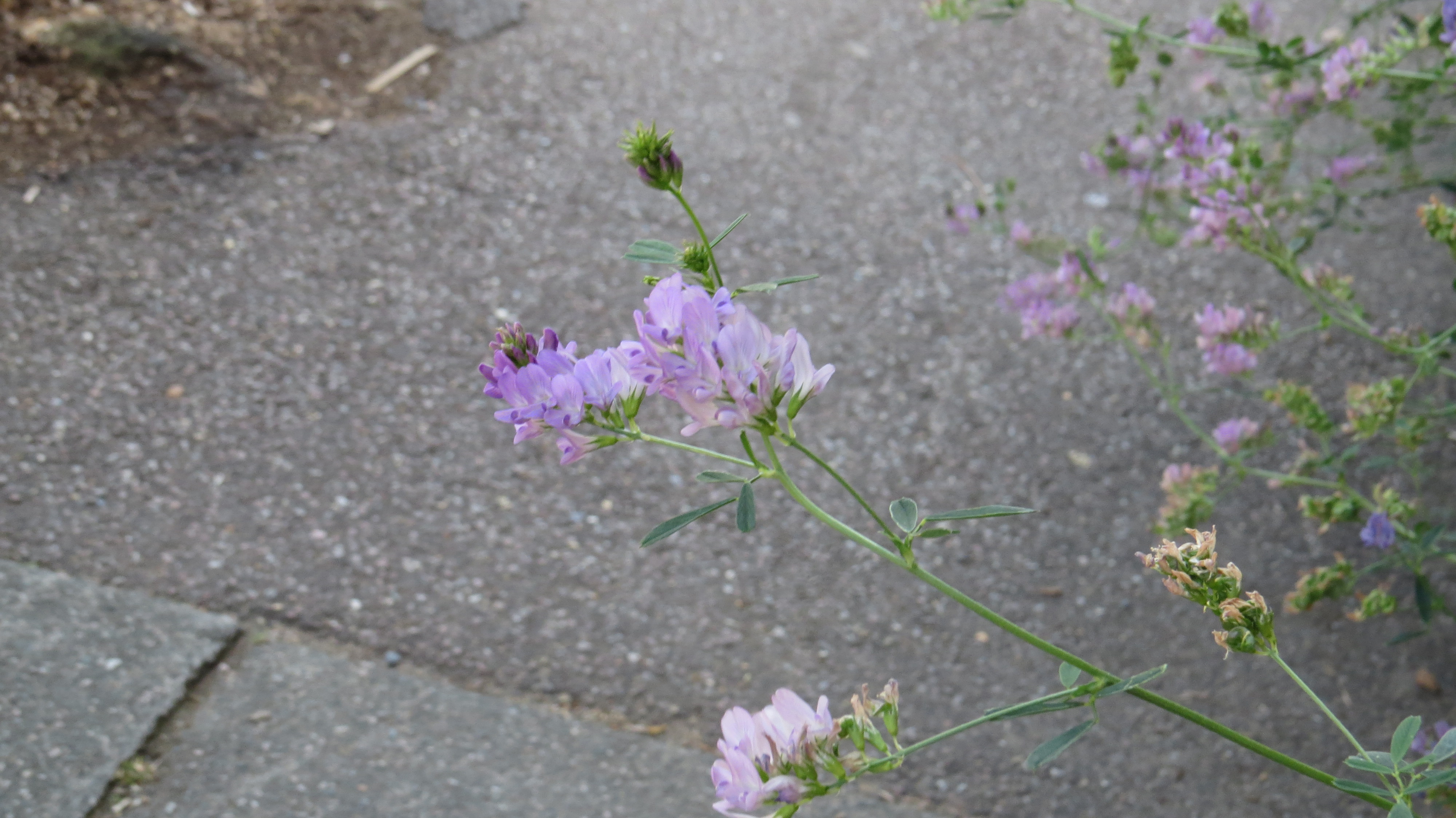 Wednesday Weed – Lucerne | Bug Woman – Adventures in London