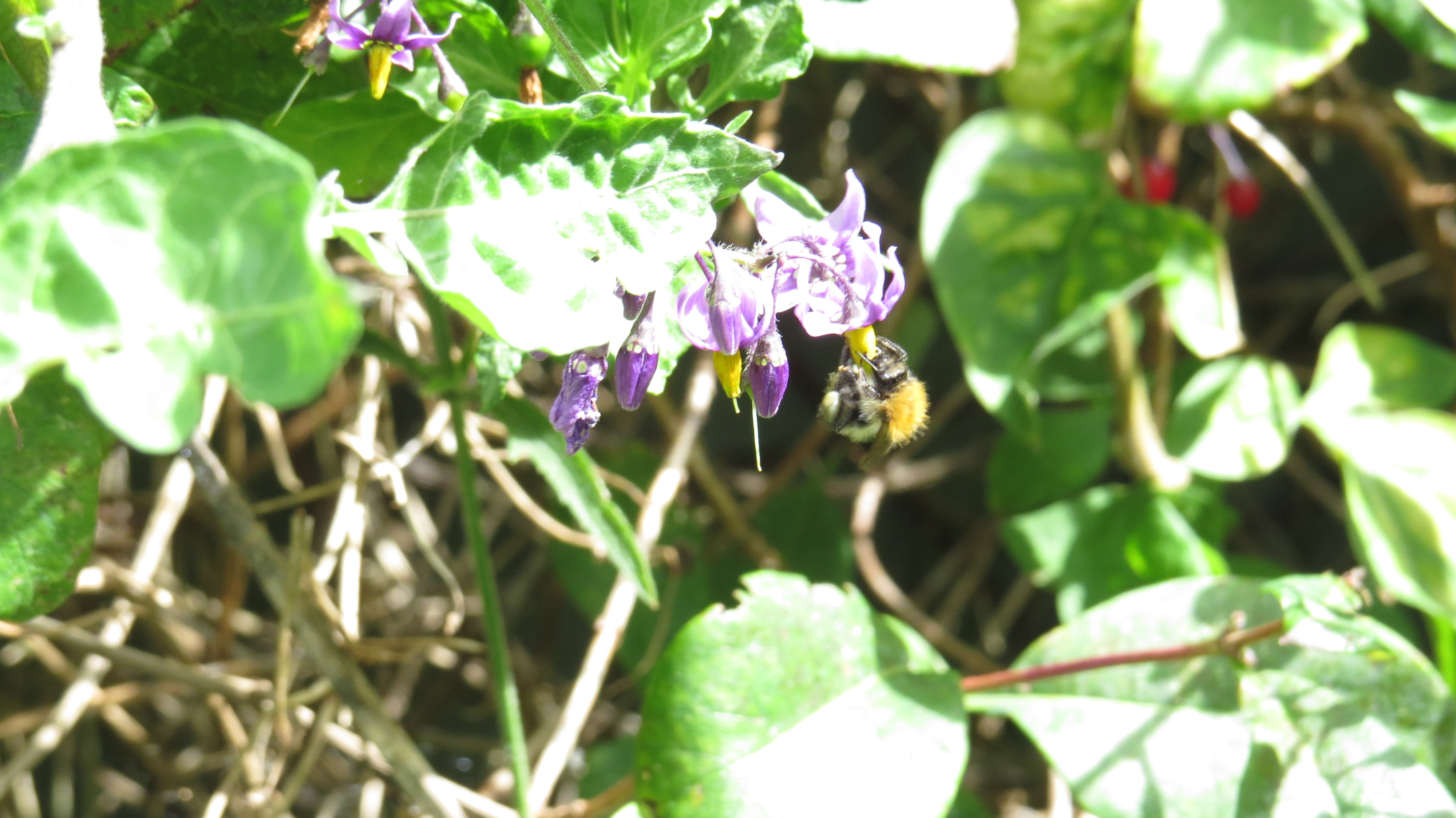 IMG_1473 | Bug Woman – Adventures in London