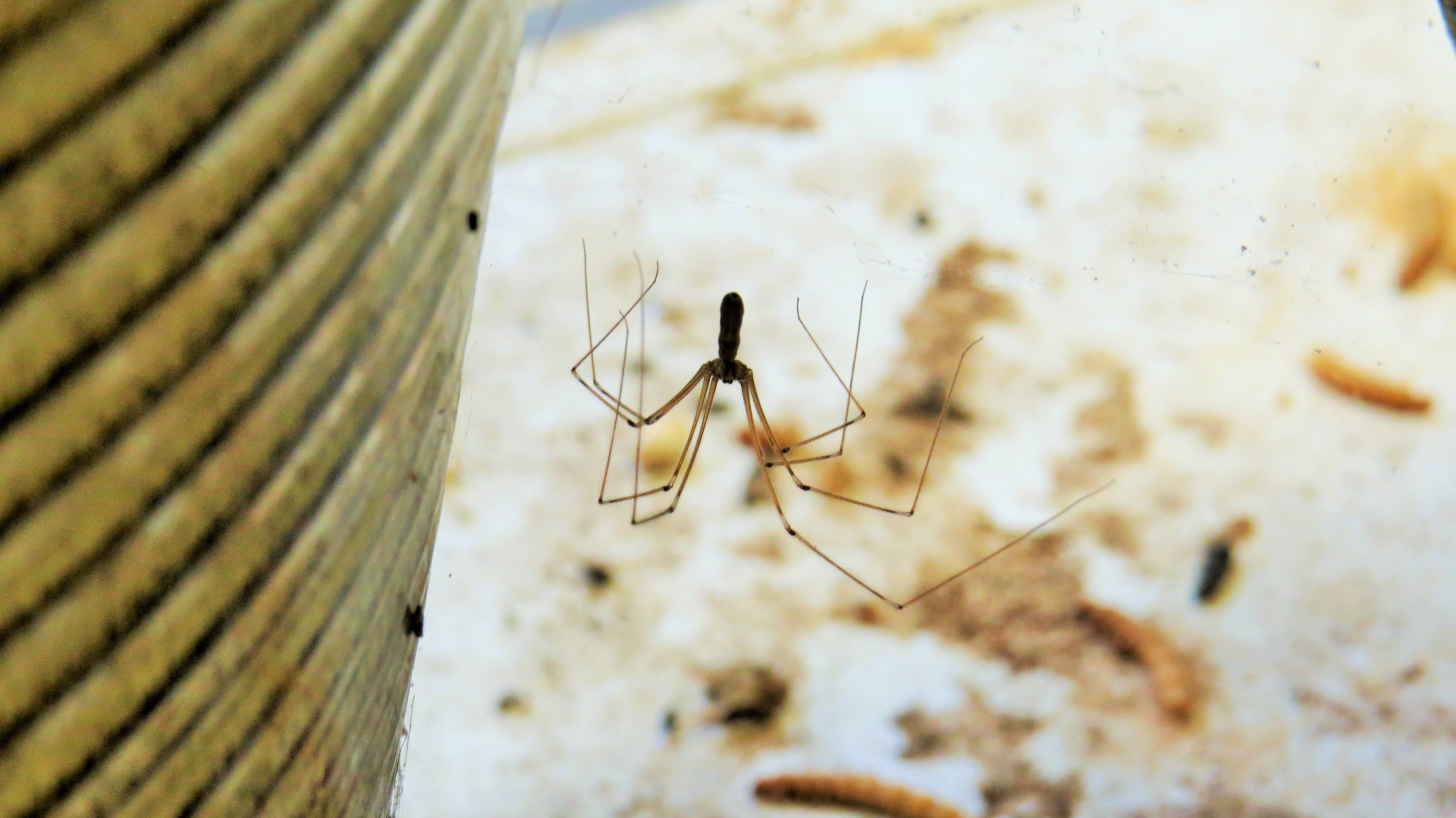 IMG_1804 | Bug Woman – Adventures in London