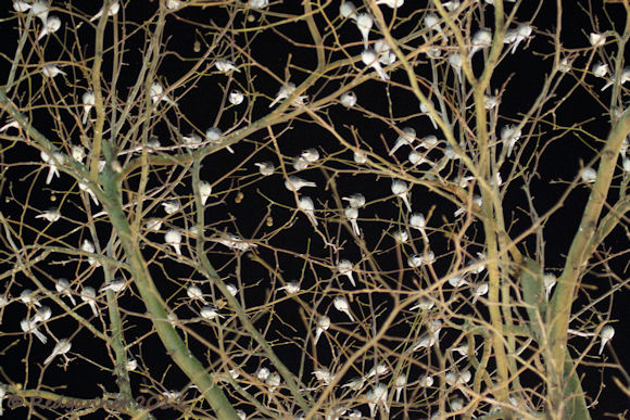 A Tale of Two Birds | Bug Woman – Adventures in London