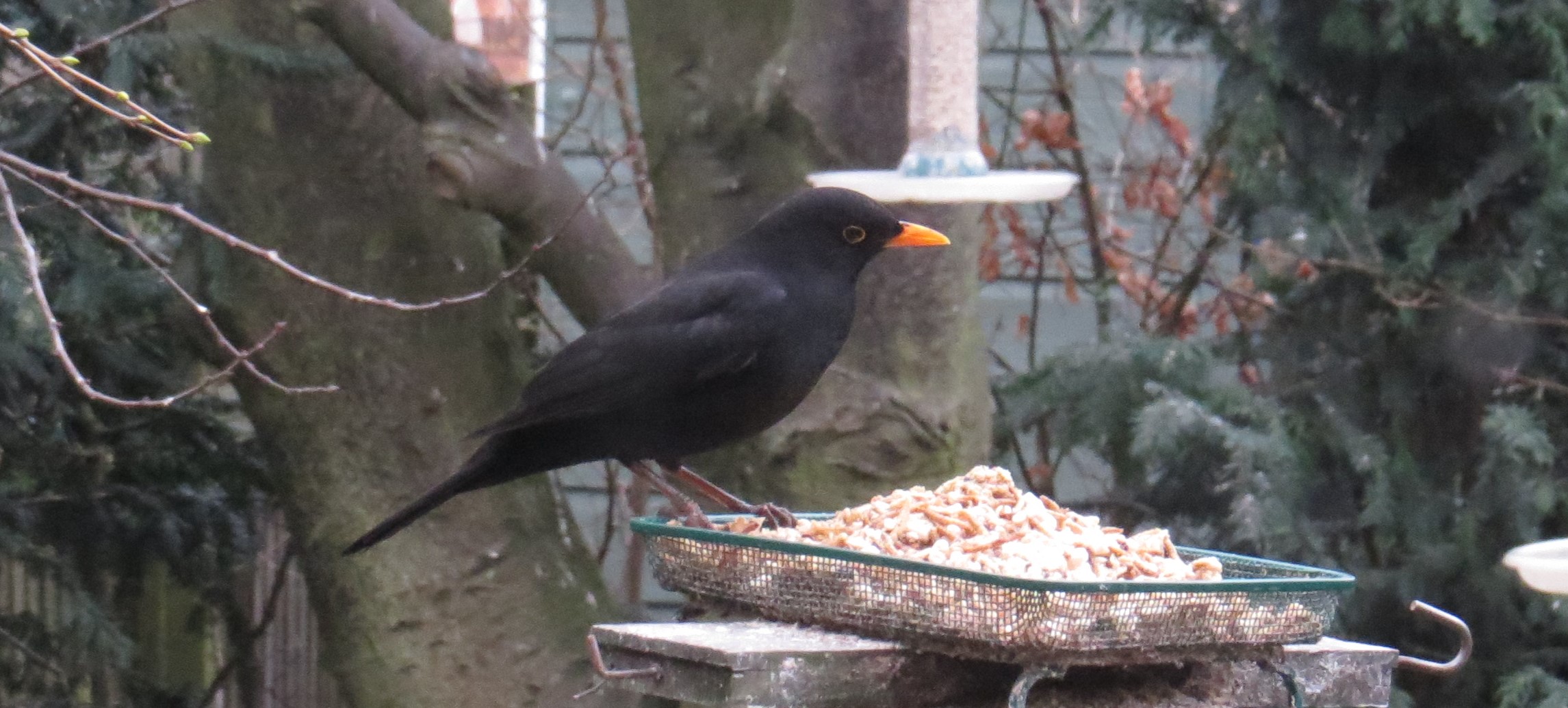 The Great Garden Birdwatch 2018 | Bug Woman – Adventures in London
