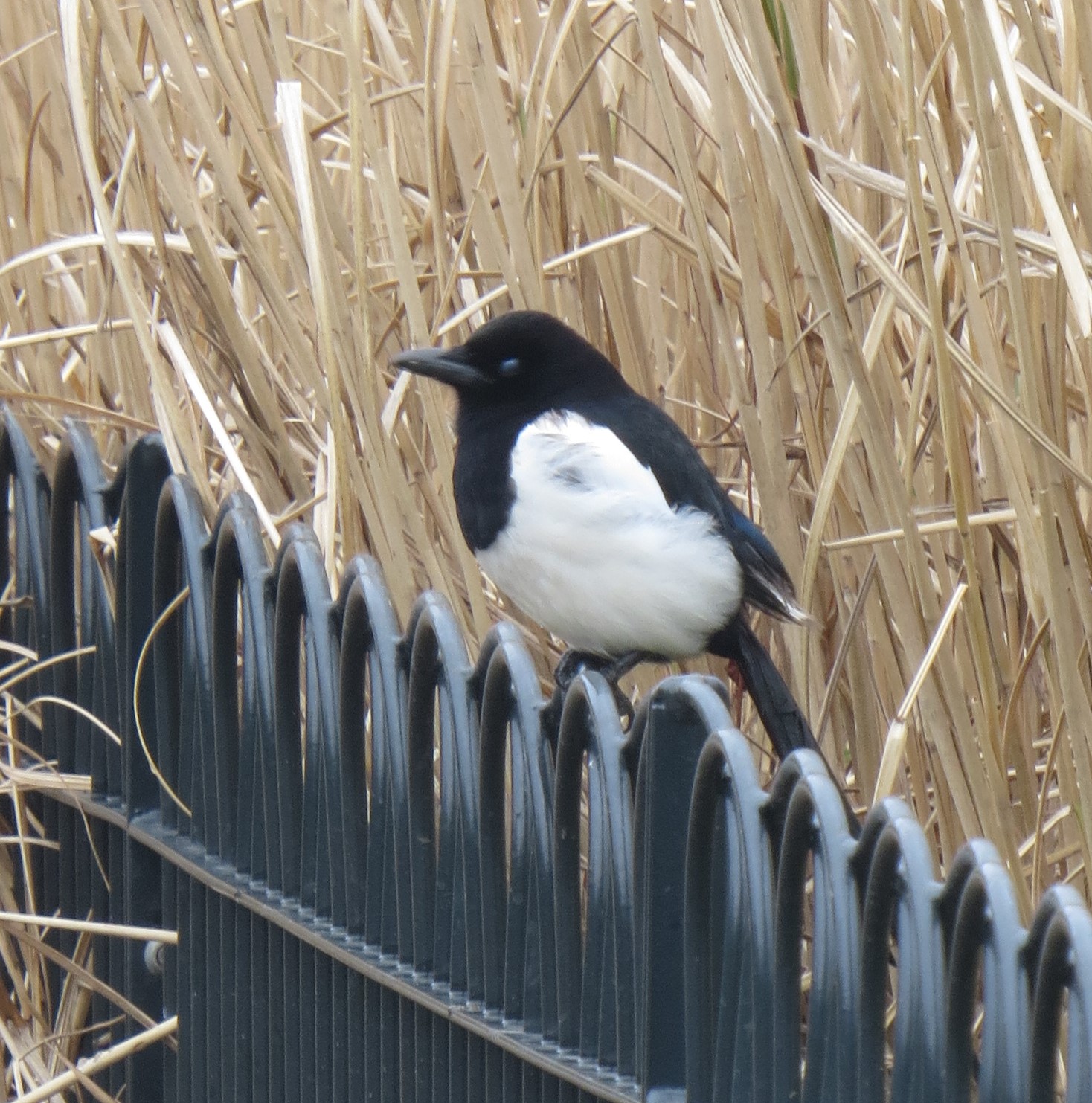 Public Enemy Number One? | Bug Woman – Adventures in London