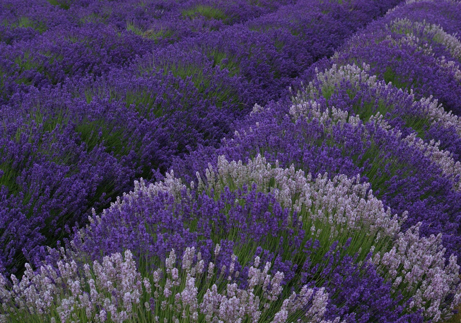 Wednesday Weed – Lavender | Bug Woman – Adventures in London