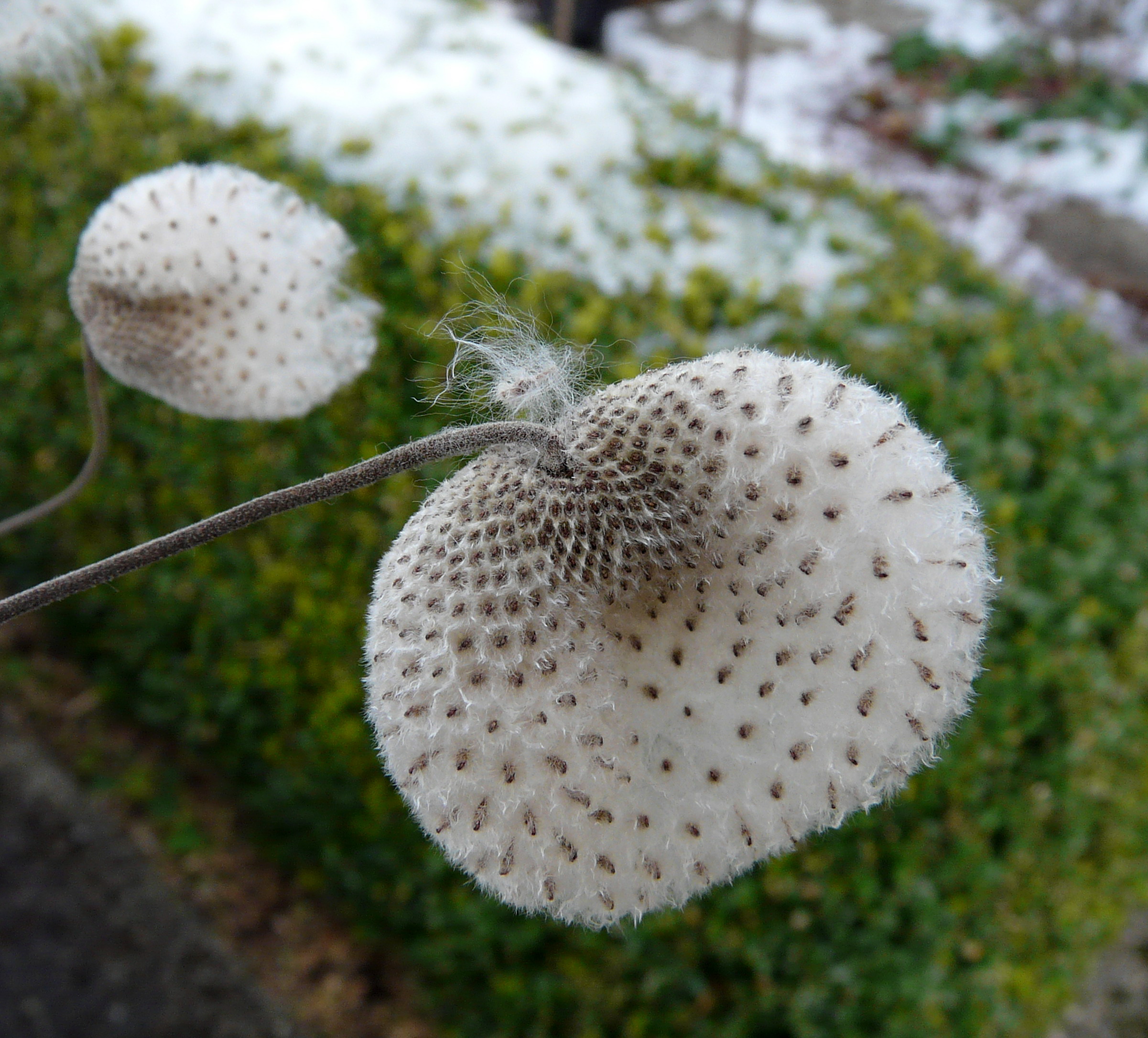 Wednesday Weed – Japanese Anemone | Bug Woman – Adventures in London