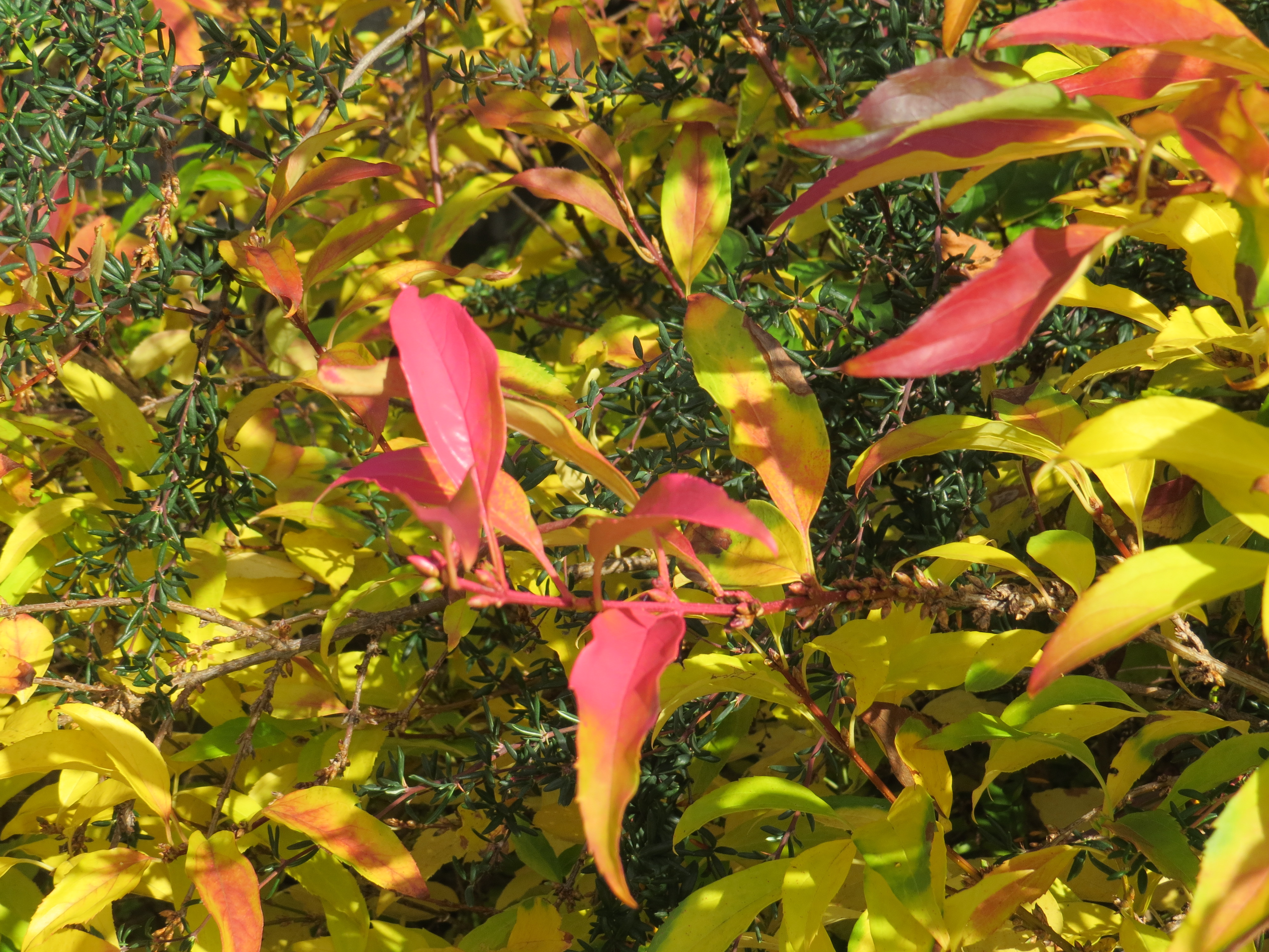 Autumn in Cherry Tree Wood | Bug Woman – Adventures in London