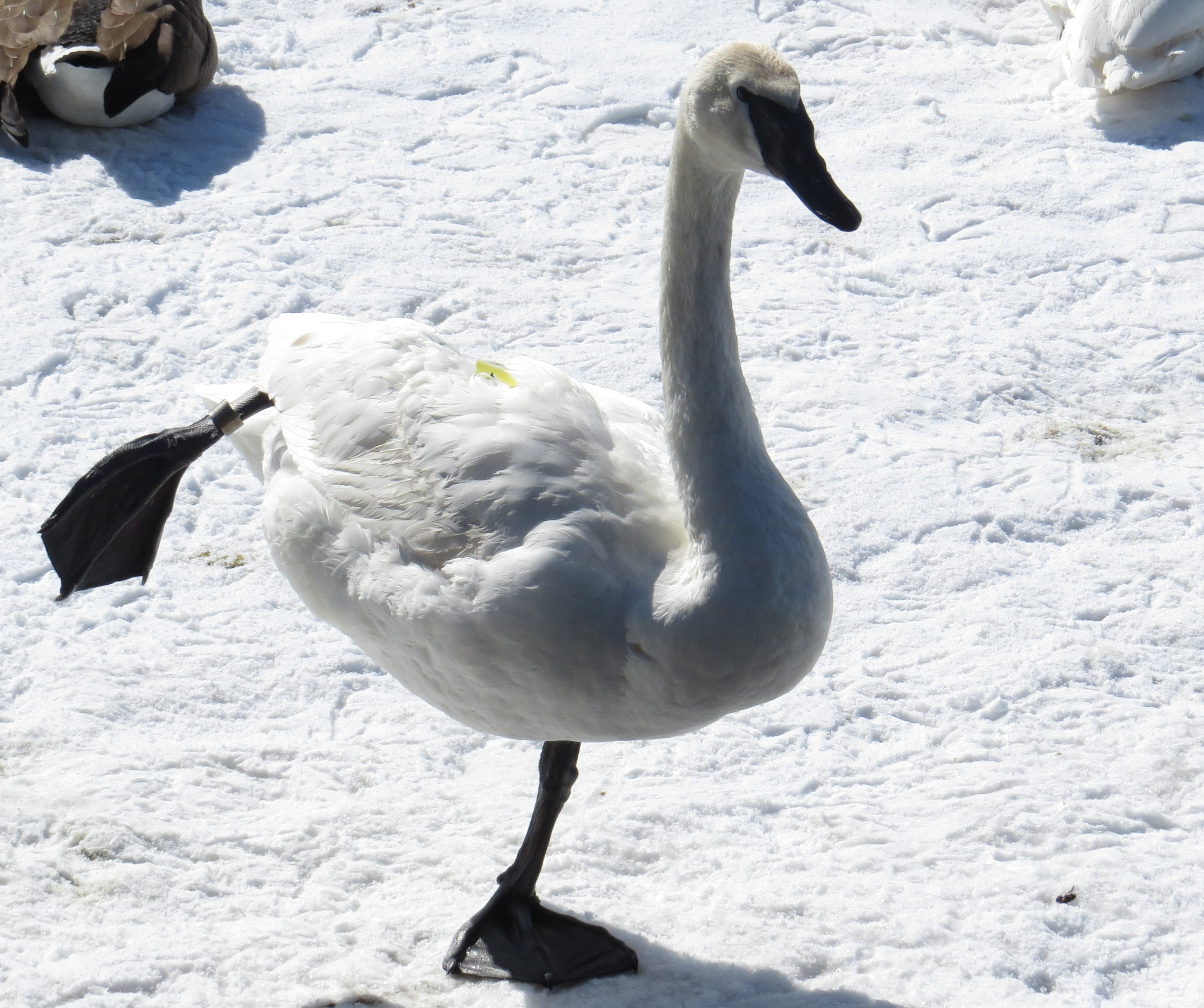 Bugwoman on Location – Collingwood, Ontario | Bug Woman – Adventures in ...