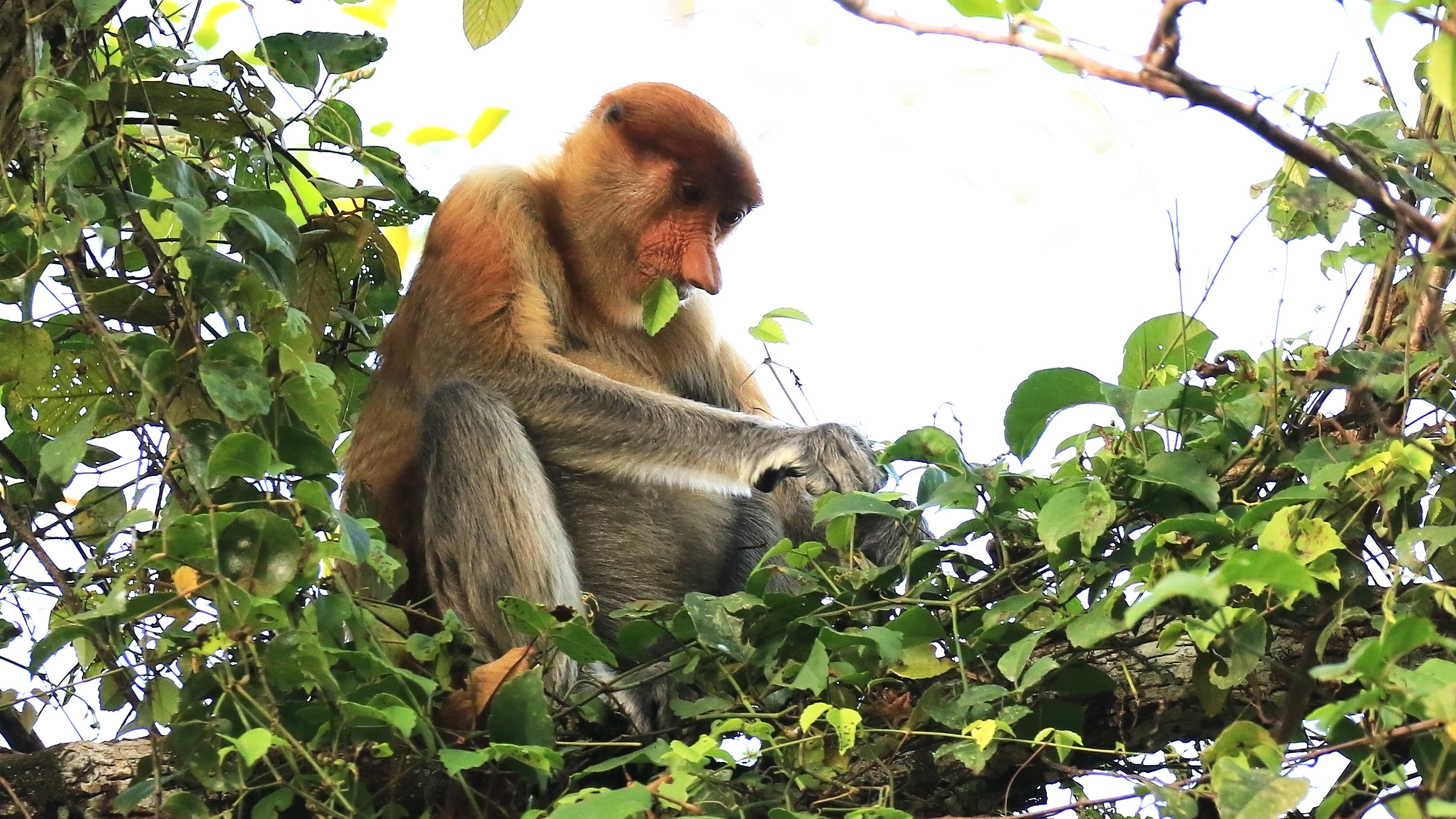 The Proboscis Monkeys of Sukau | Bug Woman – Adventures in London