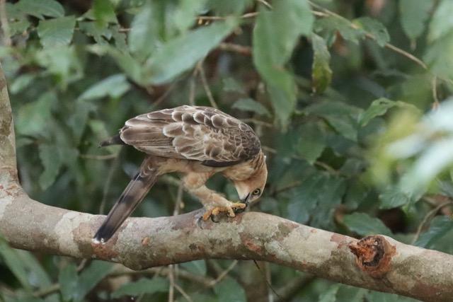 Toni 1 | Bug Woman – Adventures in London