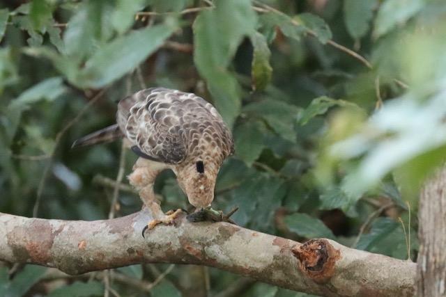 Toni 2 | Bug Woman – Adventures in London