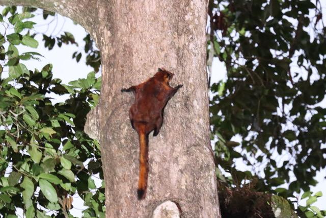 Toni 8 | Bug Woman – Adventures in London