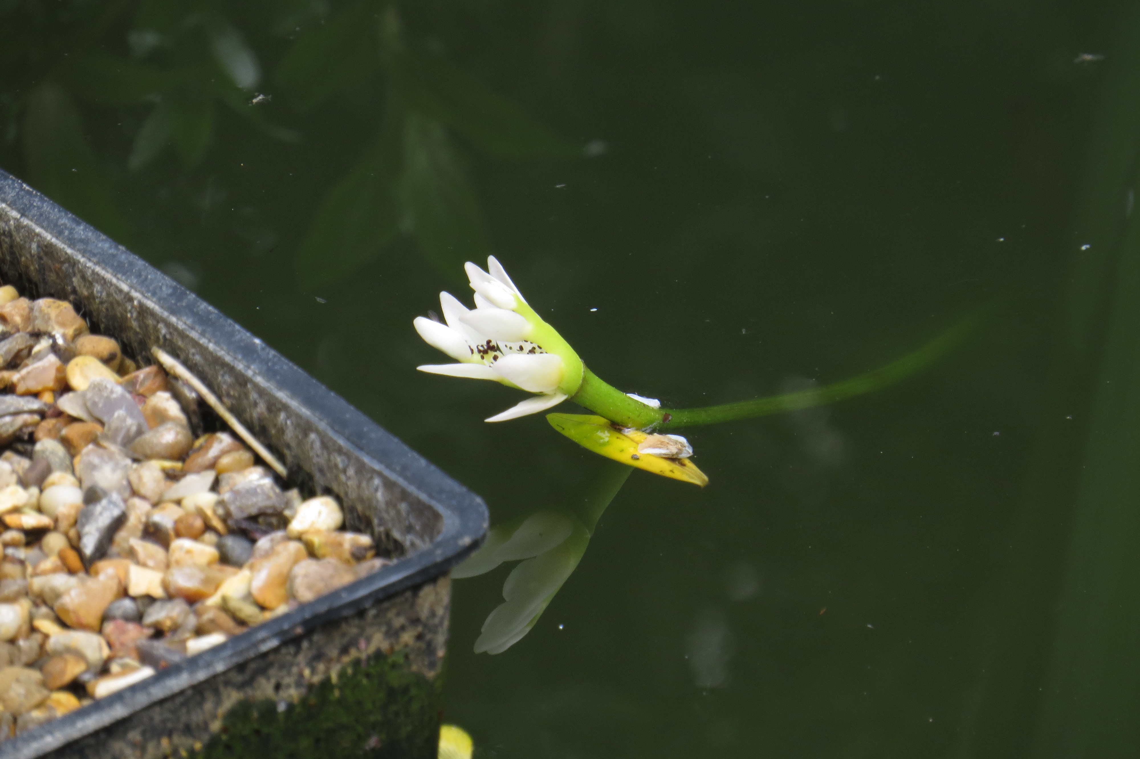 Tadpole alert! | Bug Woman – Adventures in London