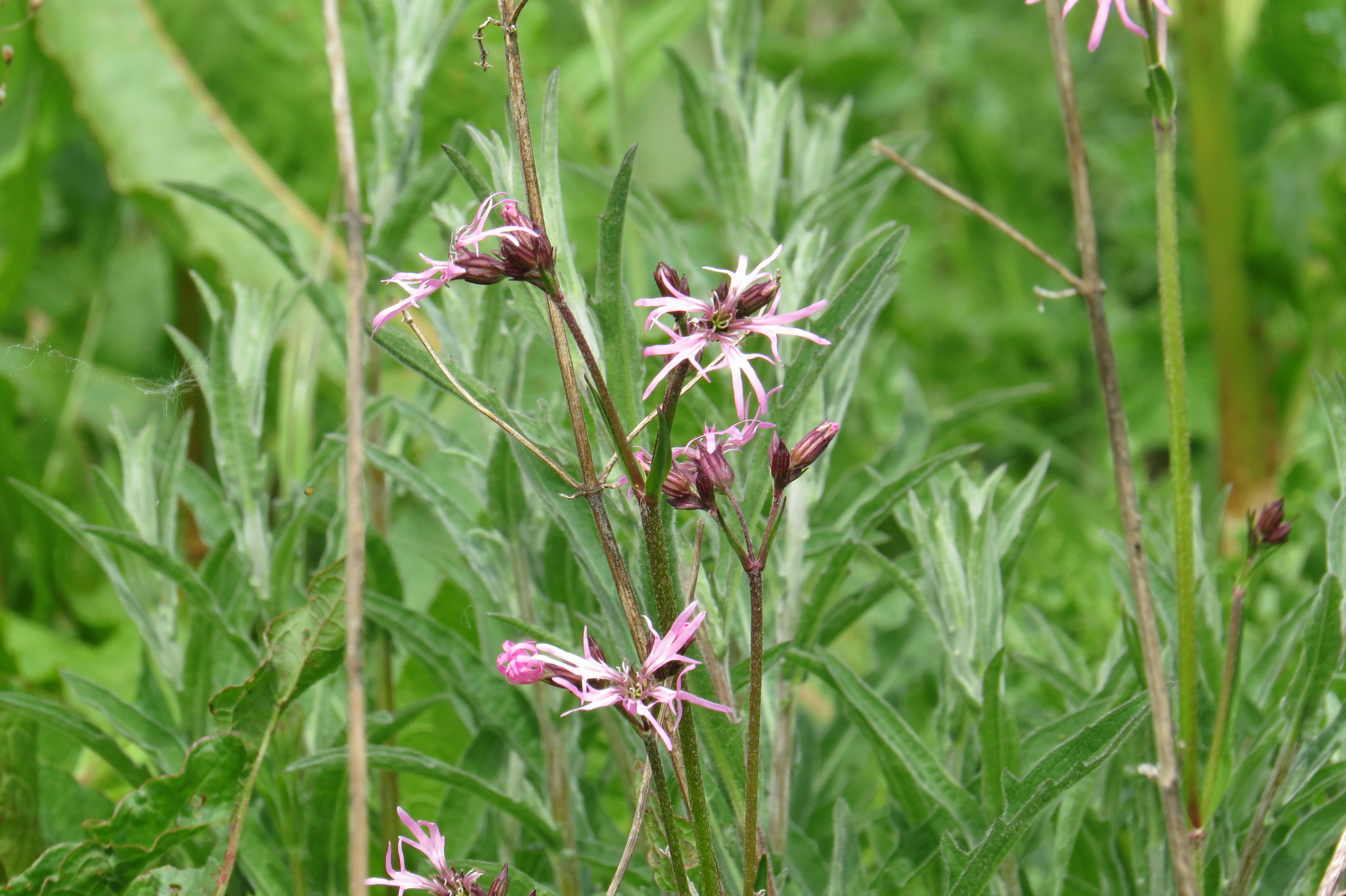 Wednesday Weed – Ragged Robin | Bug Woman – Adventures in London