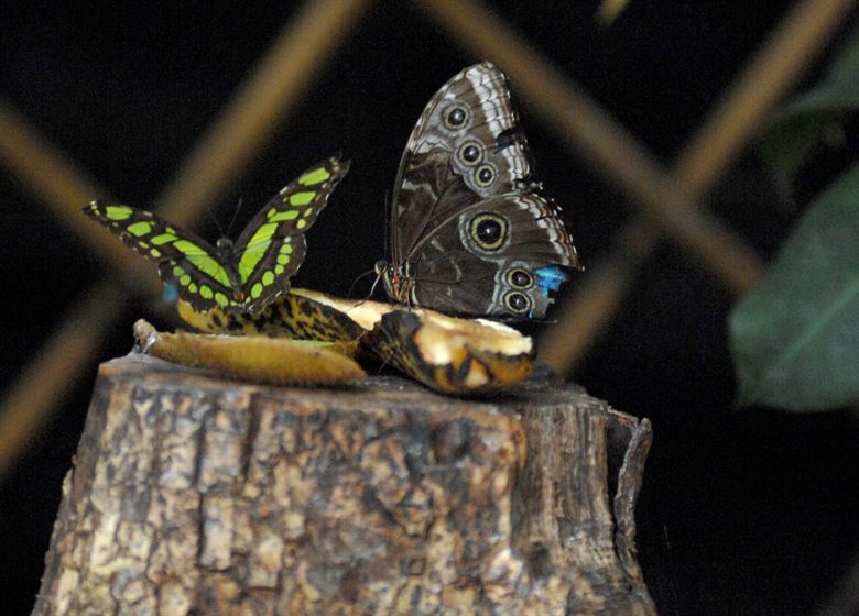 The Big Butterfly Count | Bug Woman – Adventures in London