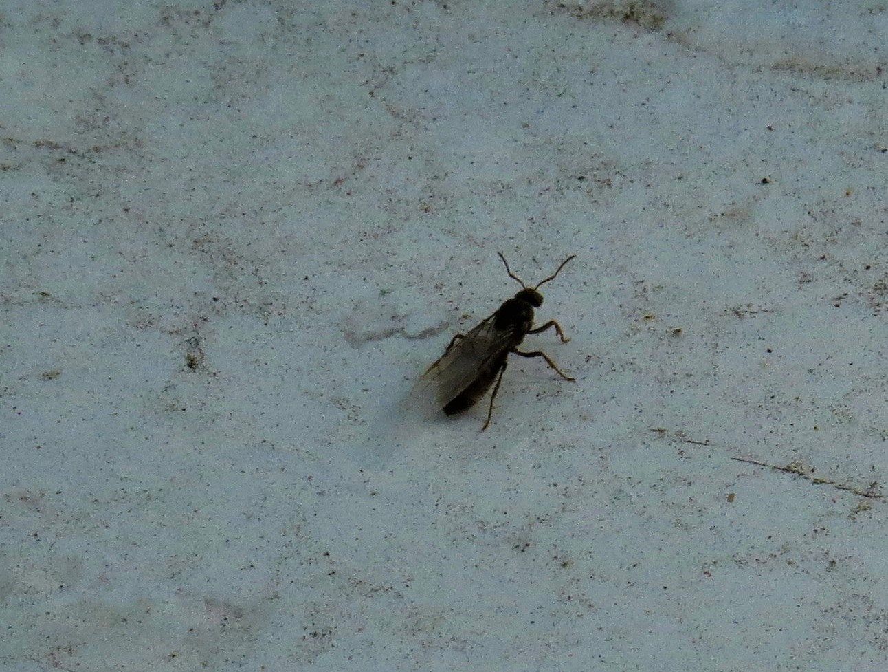 Shaking Off the Sunday Blues | Bug Woman – Adventures in London