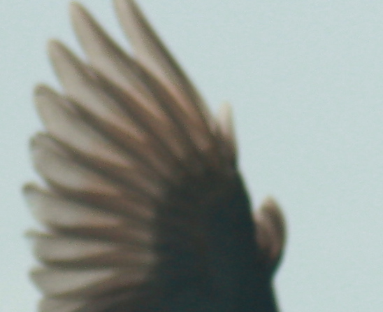 flying_pigeon_showing_its_alula-1 | Bug Woman – Adventures in London