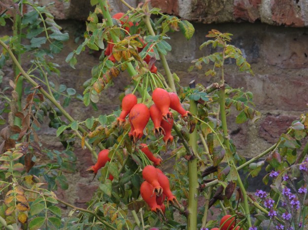 Surprise Quiz! – What’s That Fruit – The Answers | Bug Woman ...