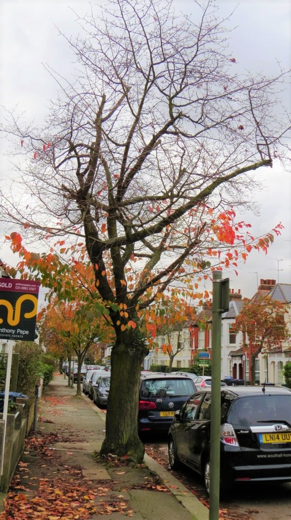 The Difficult Life of a Street Tree | Bug Woman – Adventures in London