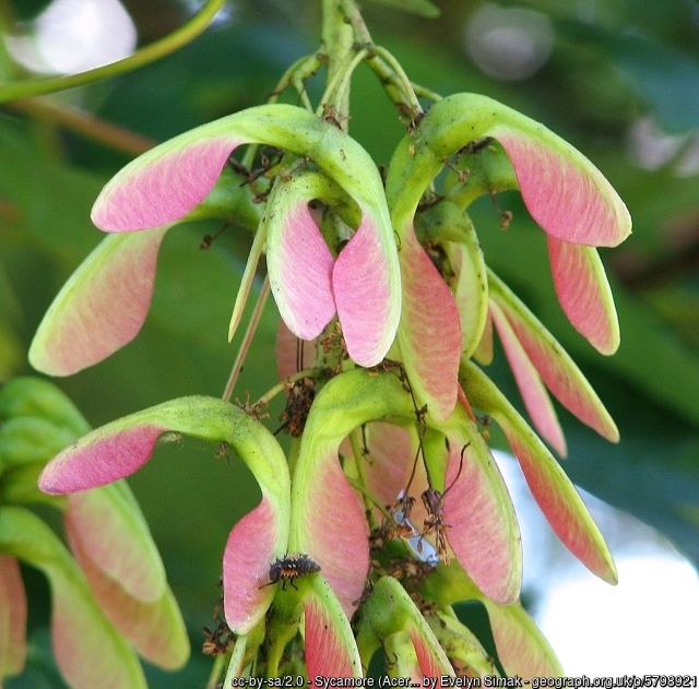 Thursday Weed – Field Maple | Bug Woman – Adventures in London