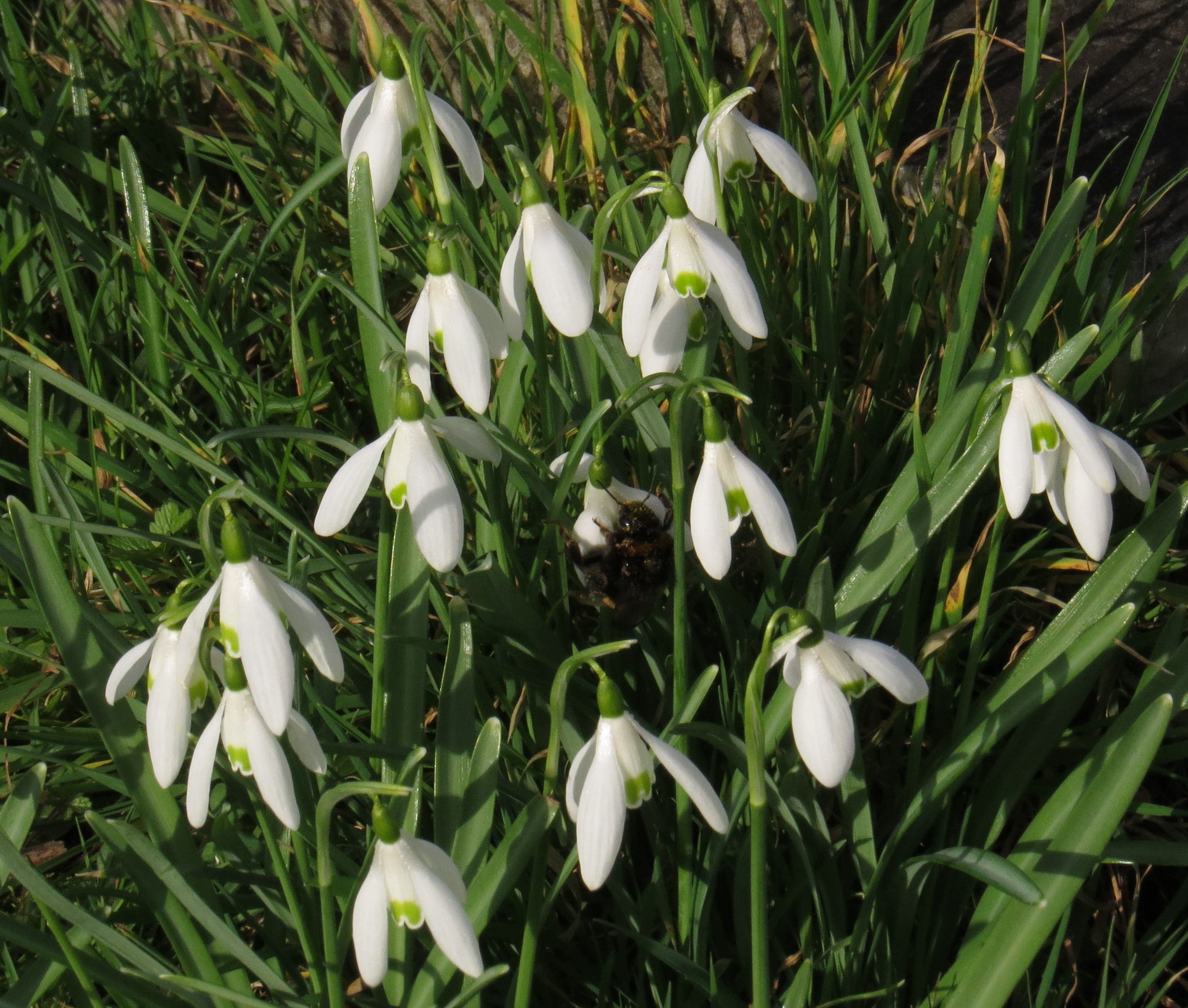 Snowdrops | Bug Woman – Adventures in London