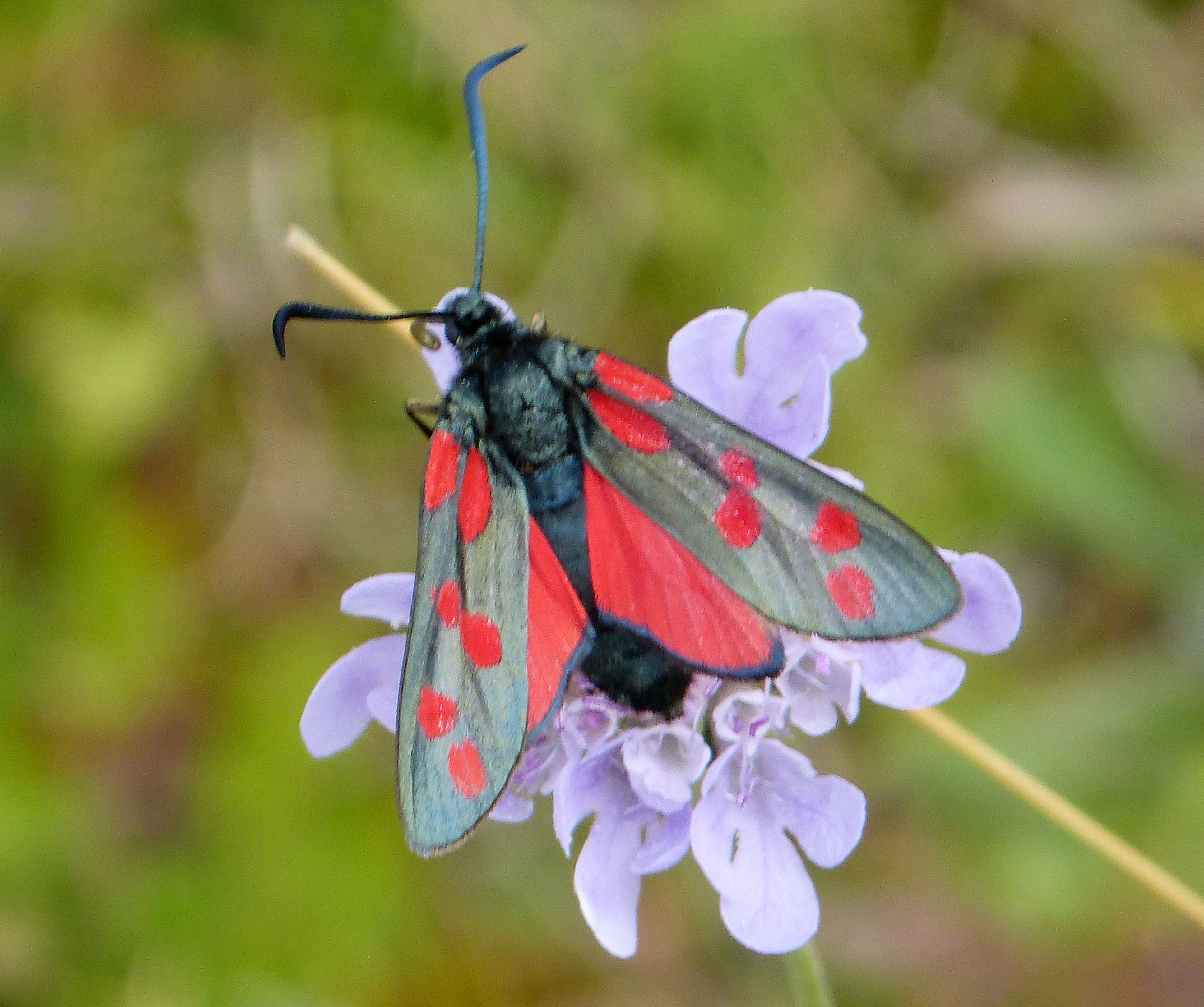 Quiz – What’s That Moth? – The Answers | Bug Woman – Adventures in London