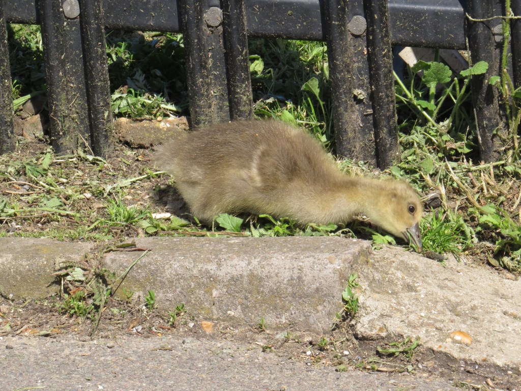Drama at Walthamstow Wetlands | Bug Woman – Adventures in London
