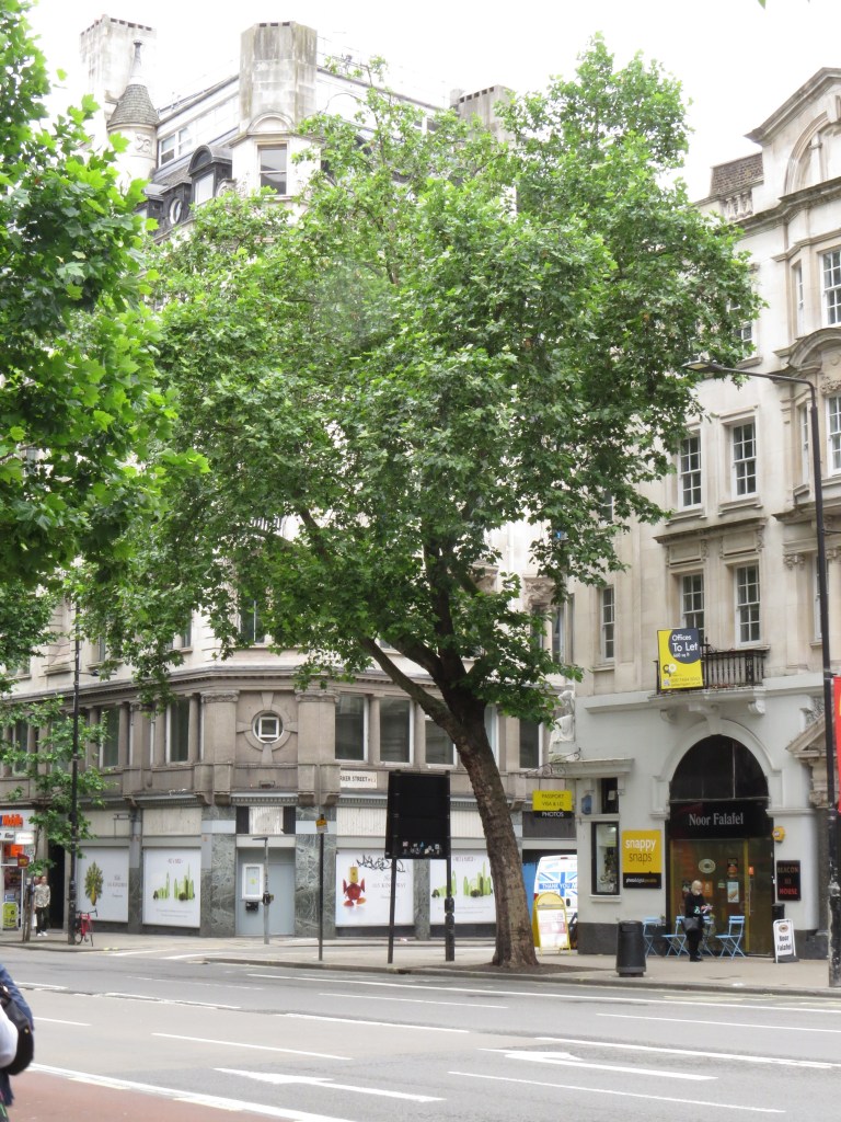 A Legal London Tree Walk from London Tree Walks by Paul Wood – Part 1 ...
