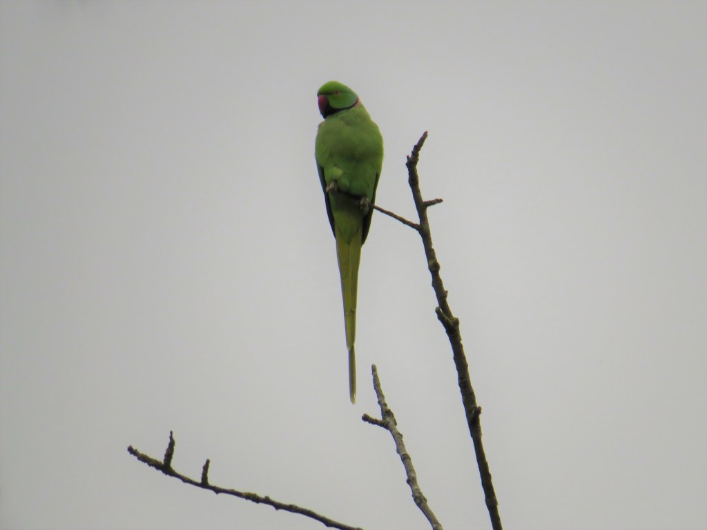 The Parakeets of St Pancras and Islington Cemetery | Bug Woman ...