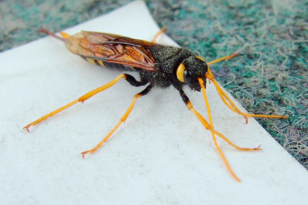 My Work Here Is Done | Bug Woman – Adventures in London