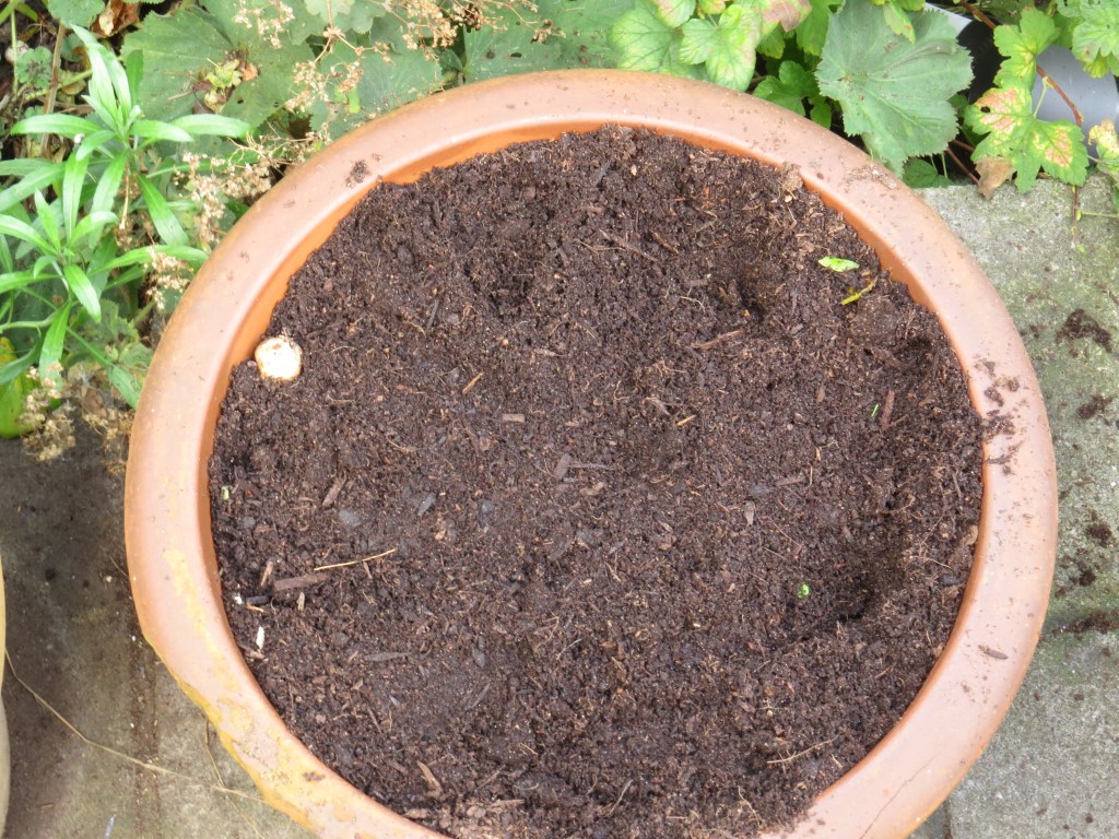 Cheeky Rodents…. | Bug Woman – Adventures in London