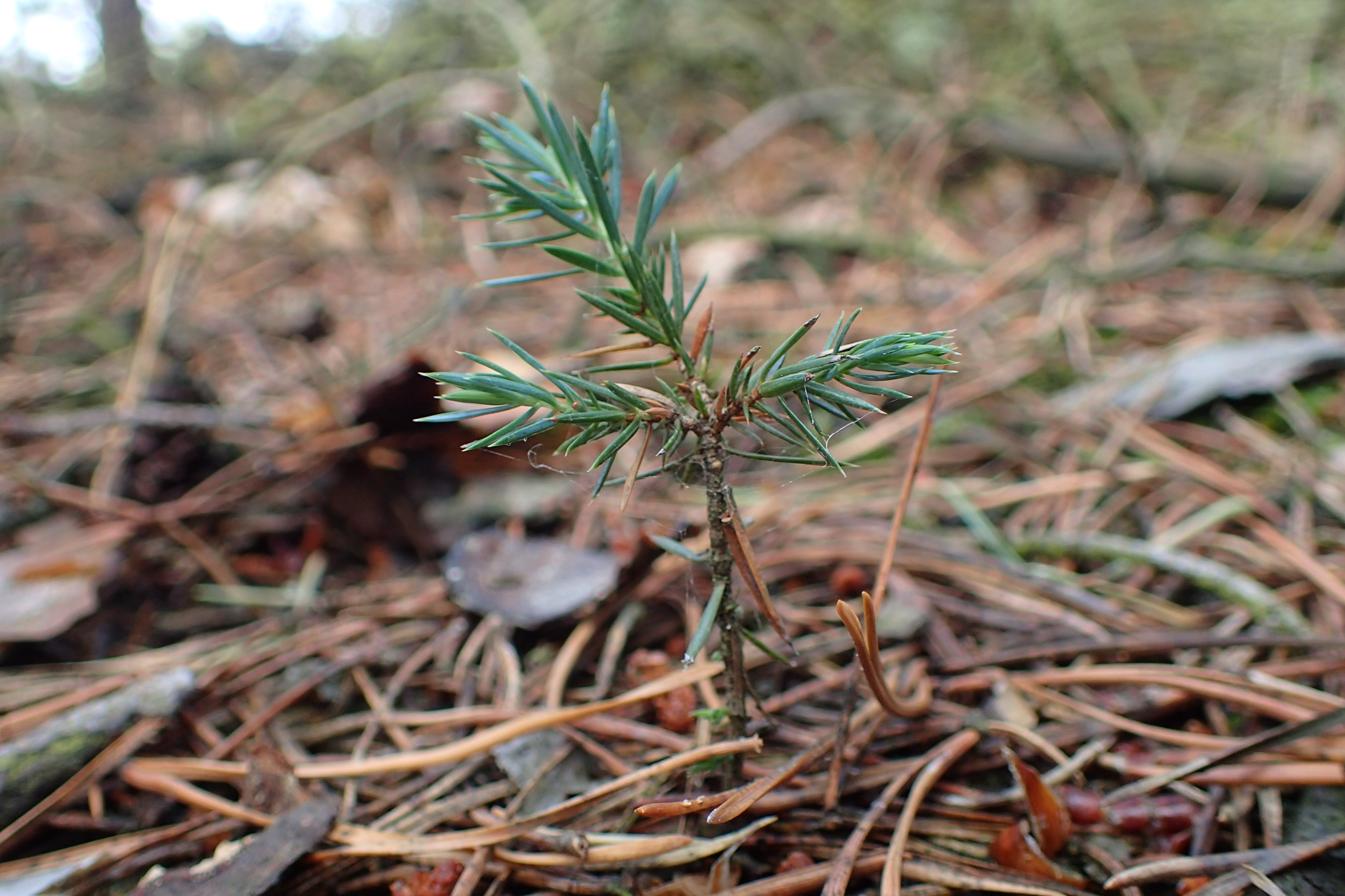 Wednesday Weed – Juniper | Bug Woman – Adventures in London