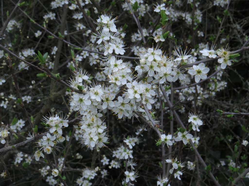 In Coldfall Wood | Bug Woman – Adventures in London