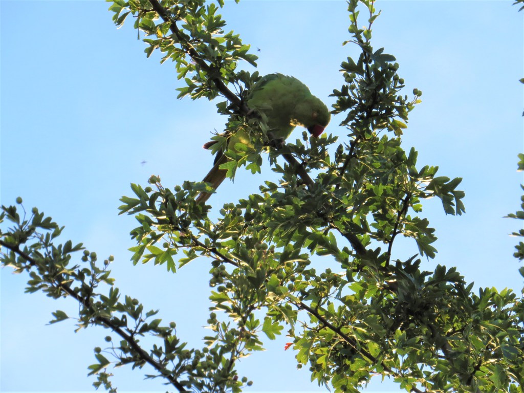 Summer Solstice Parakeets | Bug Woman – Adventures in London
