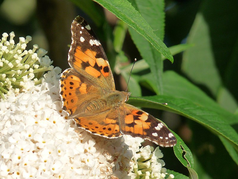 Monday Quiz – Local Names for Invertebrates | Bug Woman – Adventures in ...