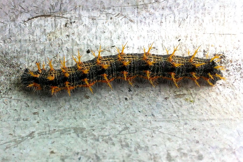 The Tale of the Large Tortoiseshell | Bug Woman – Adventures in London