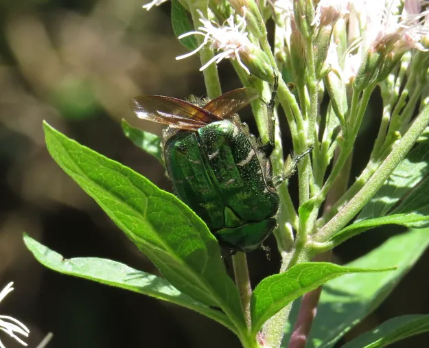 My Favourite Things | Bug Woman – Adventures in London