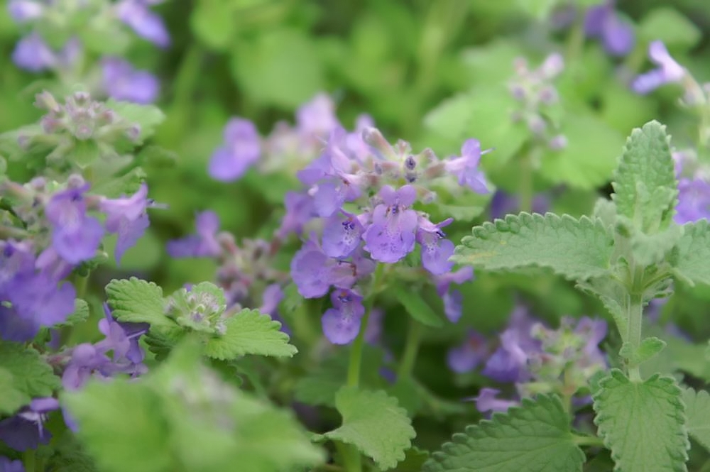 Wednesday Weed – Catmint | Bug Woman – Adventures in London