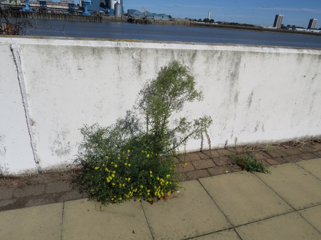 Wednesday Weed – Canadian Fleabane Revisited | Bug Woman – Adventures ...